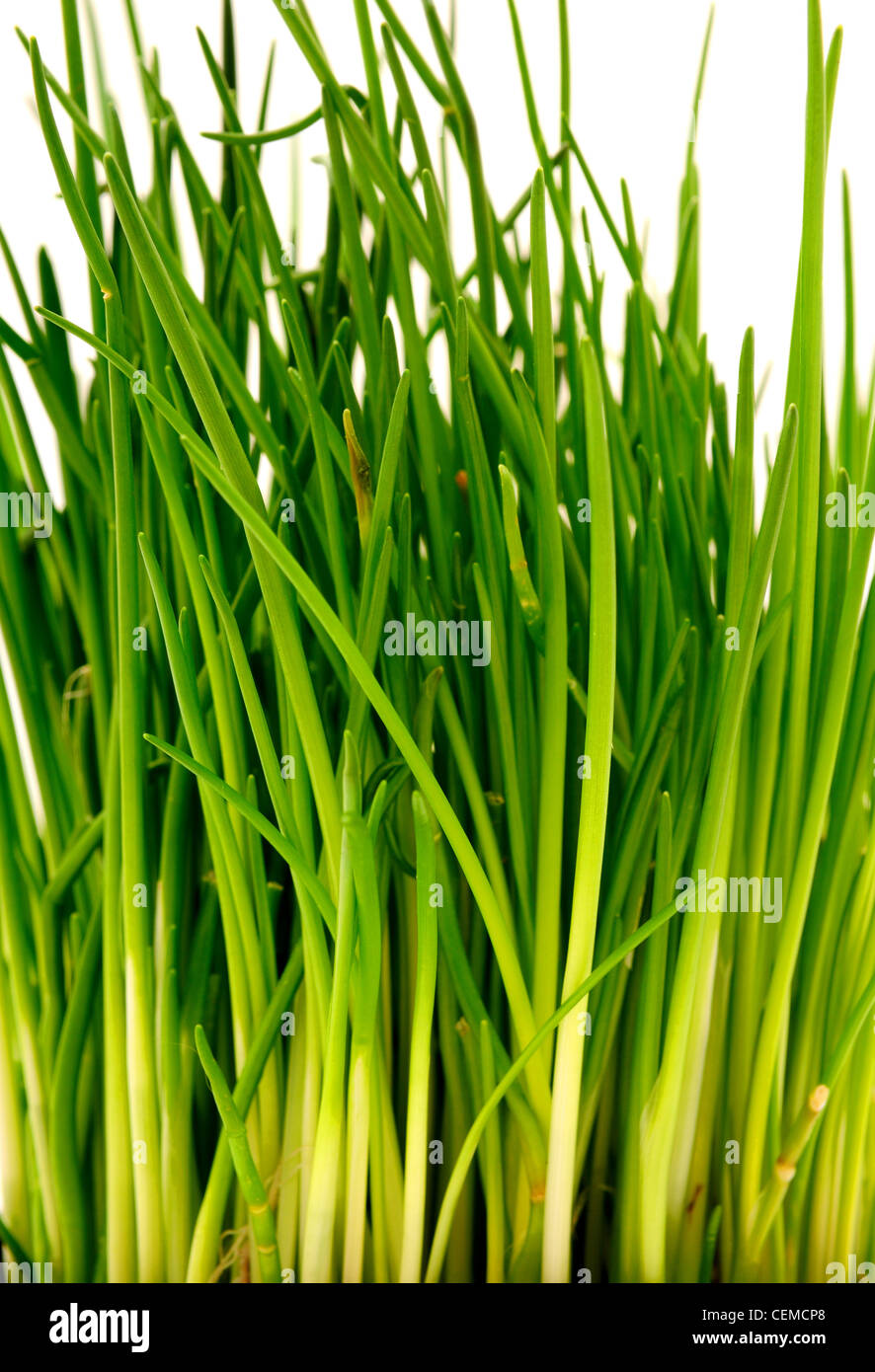 Chives bulbs allium schoenoprasum hi-res stock photography and images ...