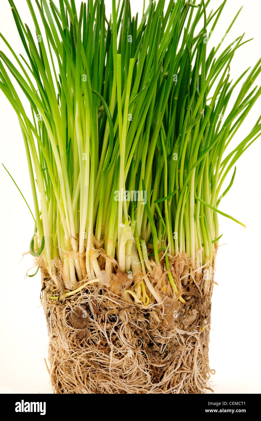 Chives bulbs allium schoenoprasum hi-res stock photography and images ...