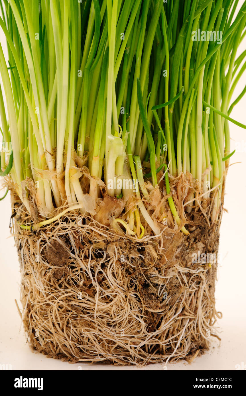 Chives bulbs allium schoenoprasum hi-res stock photography and images ...