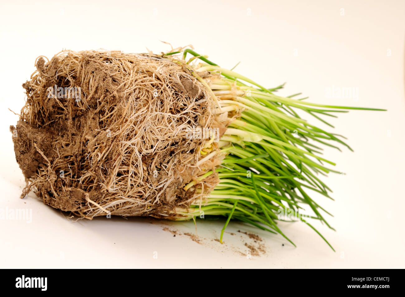 Chives bulbs allium schoenoprasum hi-res stock photography and images ...