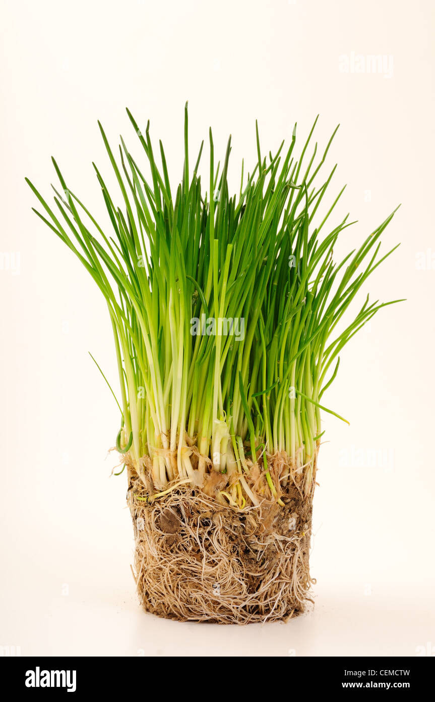 Chives bulbs allium schoenoprasum hi-res stock photography and images ...