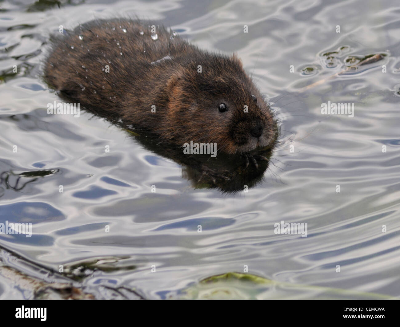 Water Voles Stock Photos & Water Voles Stock Images - Alamy