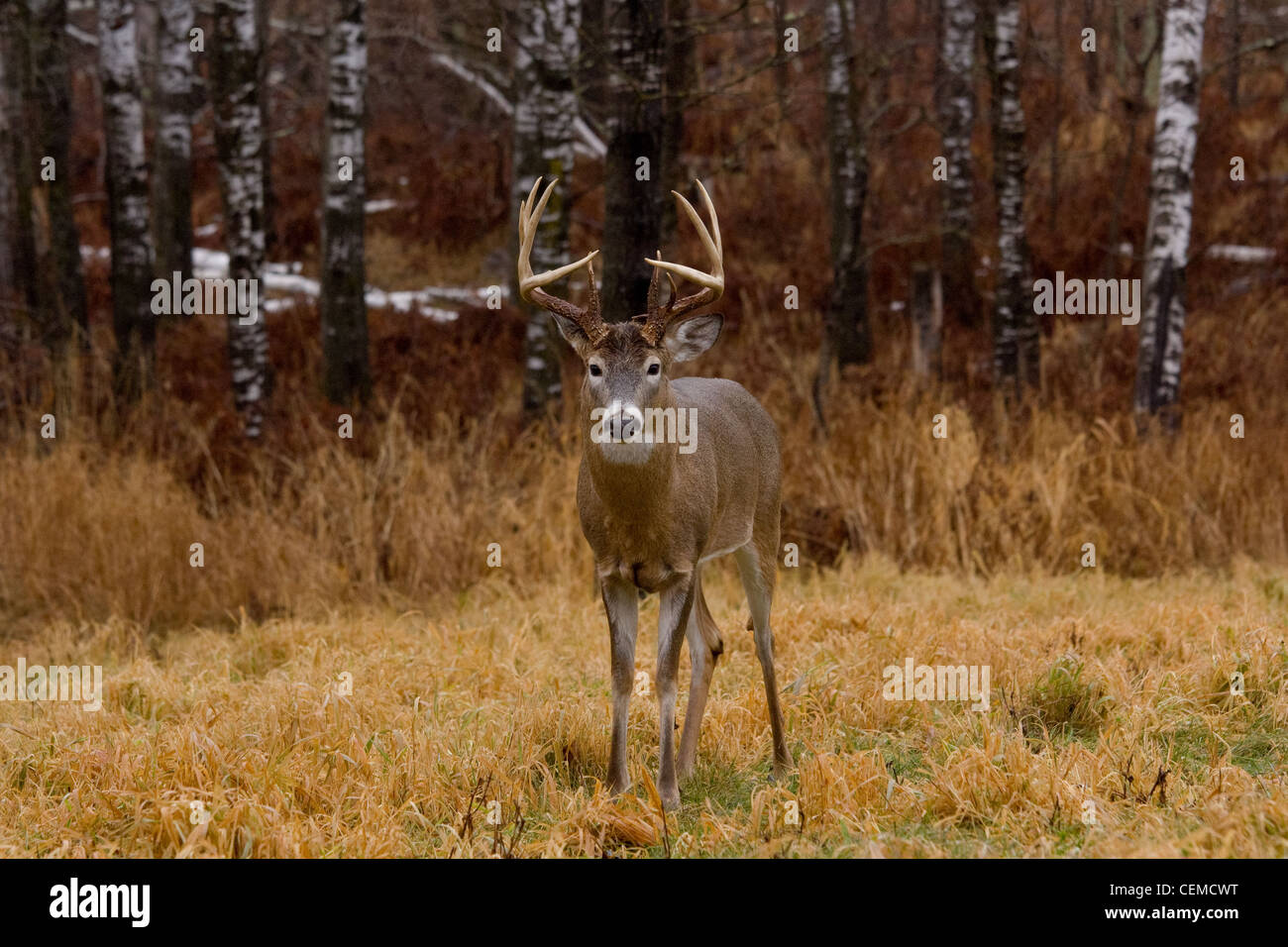 White-tailed buck in fall Stock Photo - Alamy