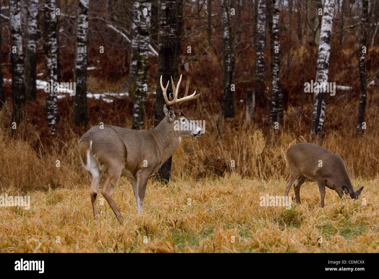 White-tailed buck and doe in autumn Stock Photo - Alamy