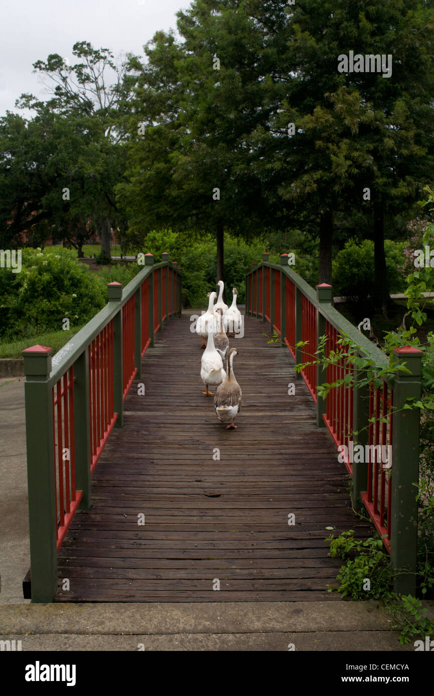 Family of geese crossing a wooden foot bridge Stock Photo - Alamy
