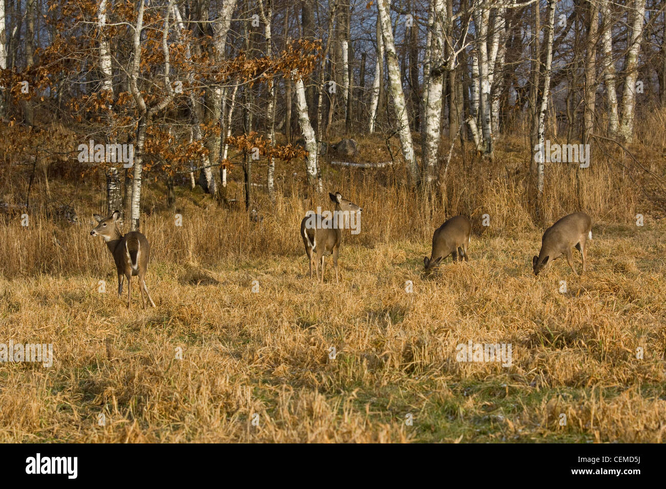 Birch trees with deer hi-res stock photography and images - Alamy