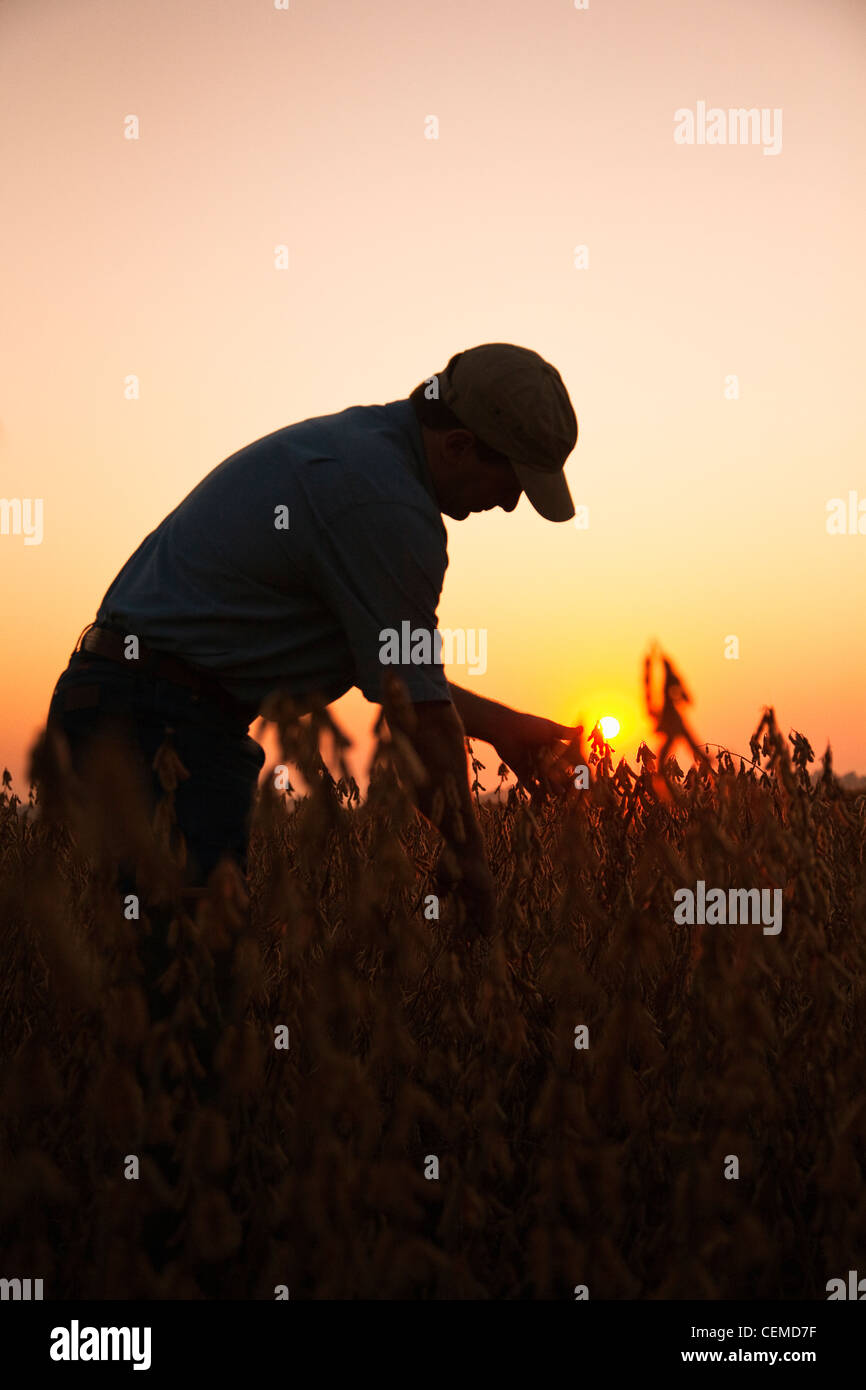 Crop silhouette hi-res stock photography and images - Alamy