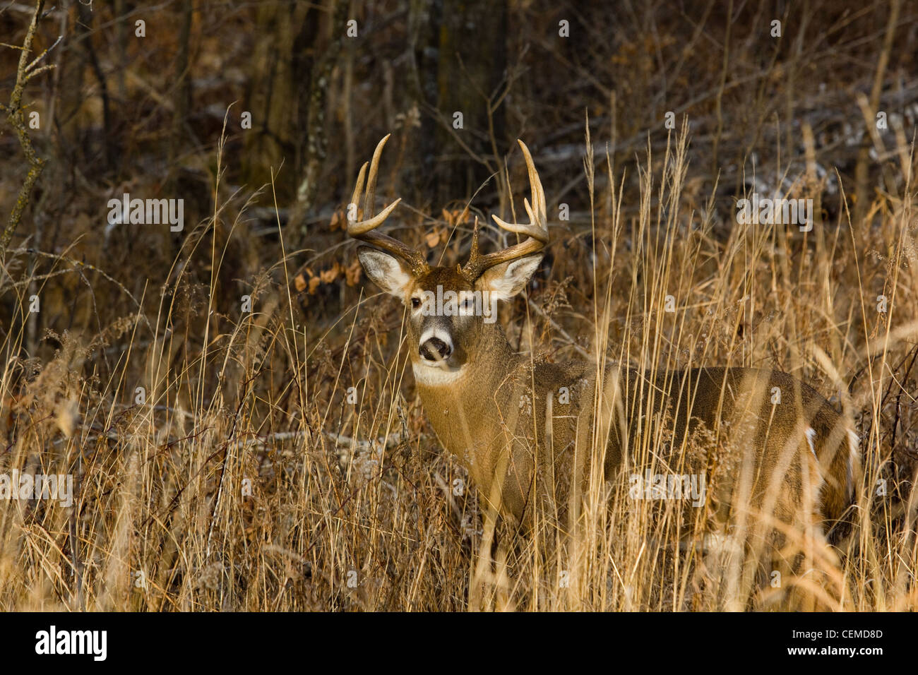 American white birch trees hi-res stock photography and images - Alamy