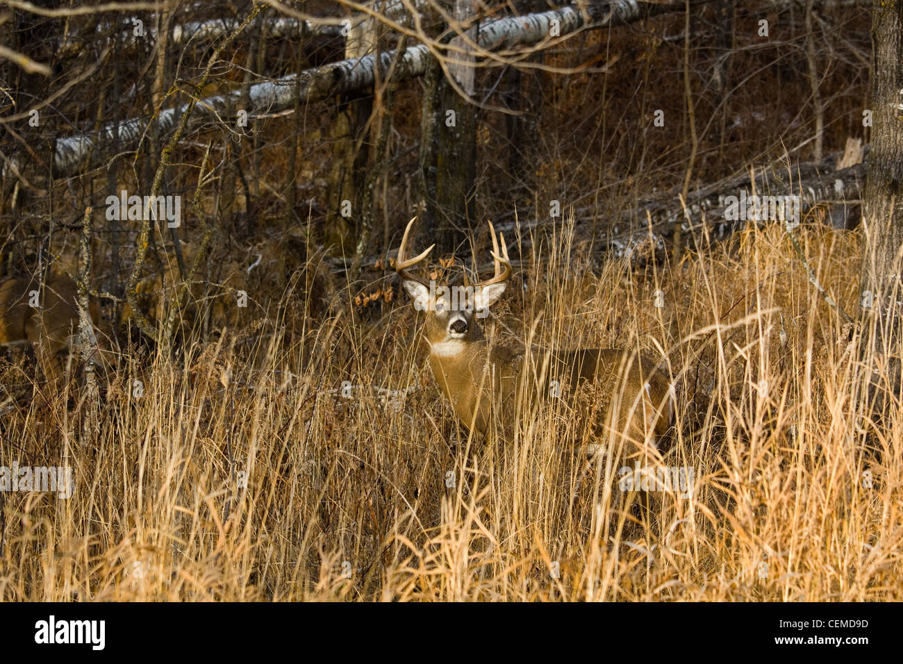 White-tailed buck in autumn Stock Photo - Alamy
