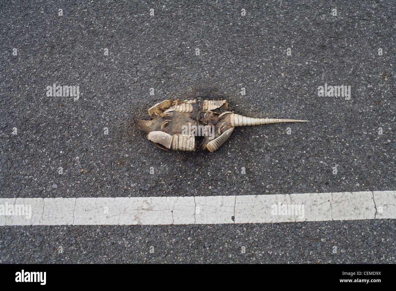 Armadillo roadkill hi-res stock photography and images - Alamy