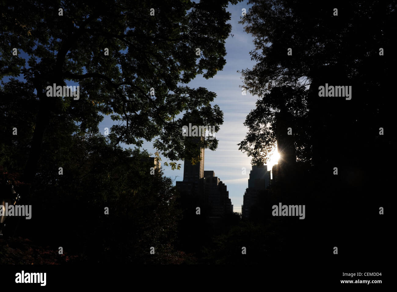 Trees black silhouettes leaves branches trunks rising foreground view ...