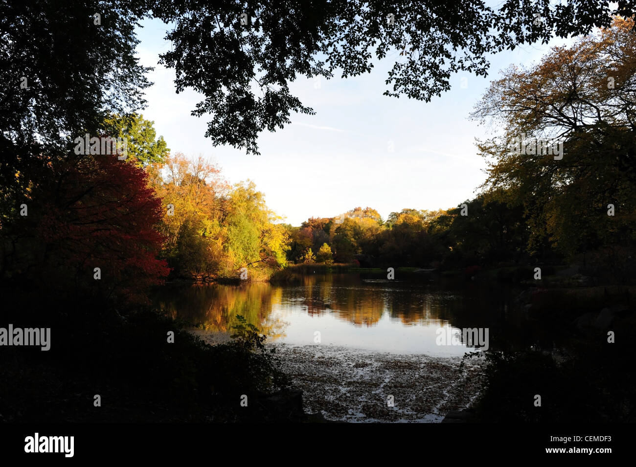 Blue sky tree window silhouette view autumn leaves floating trees ...