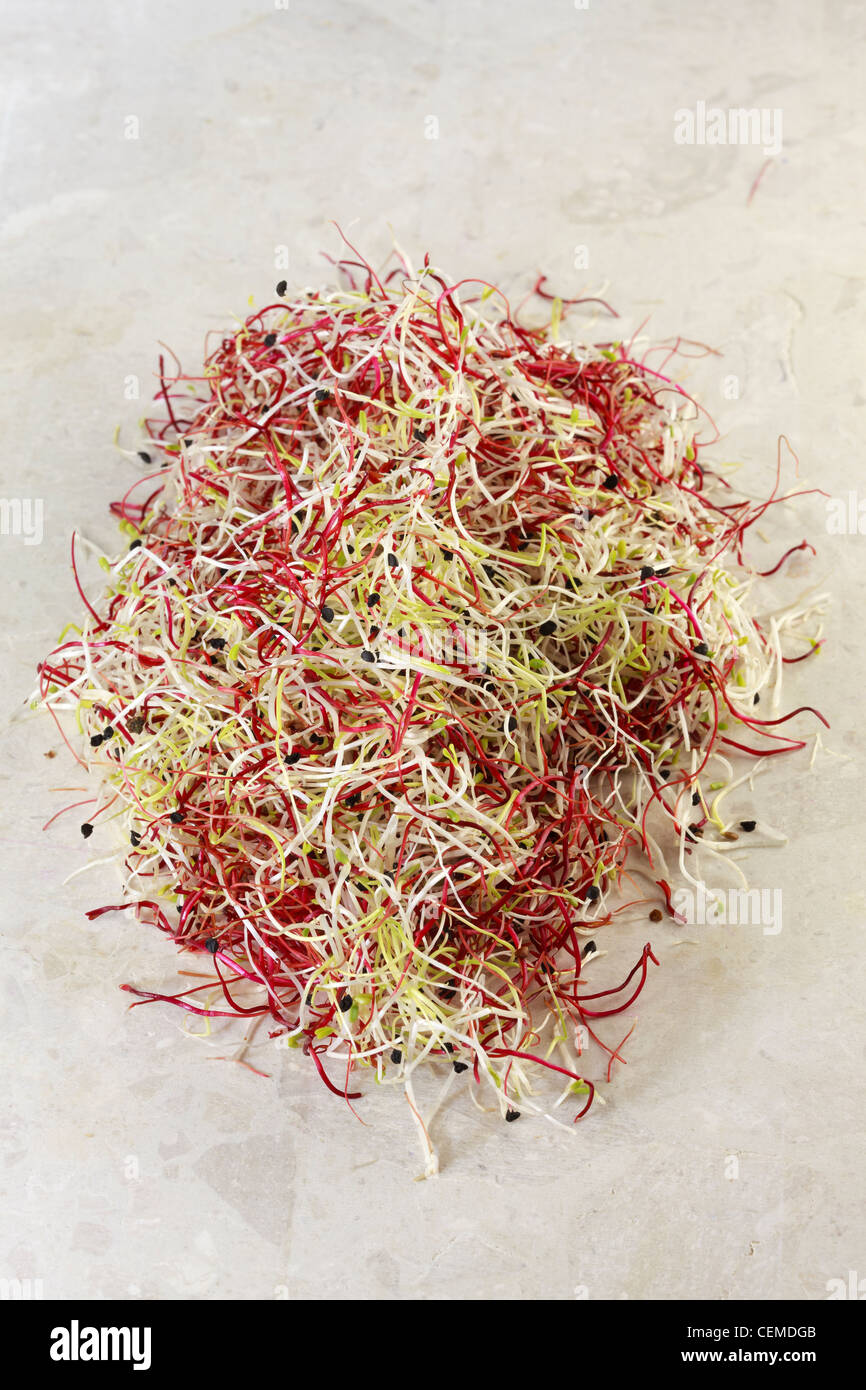 Mixed seed sprouts Stock Photo - Alamy