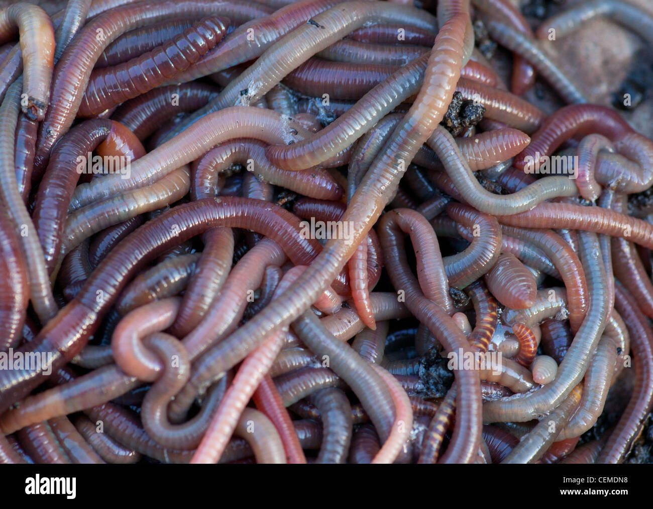 Huge amount of earthworms close to fishing Stock Photo - Alamy
