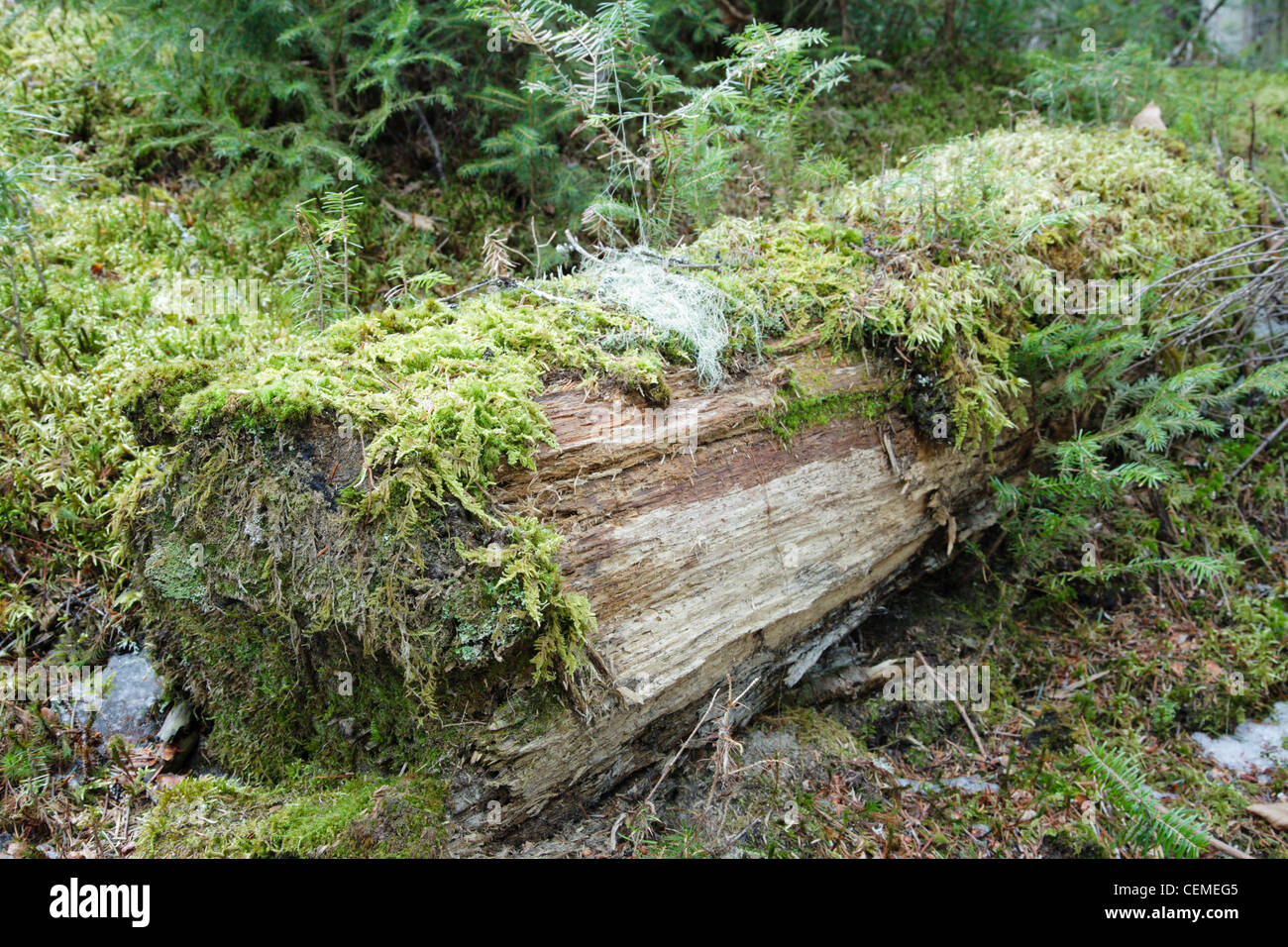 Gale River forest in the White Mountains, New Hampshire USA during a ...