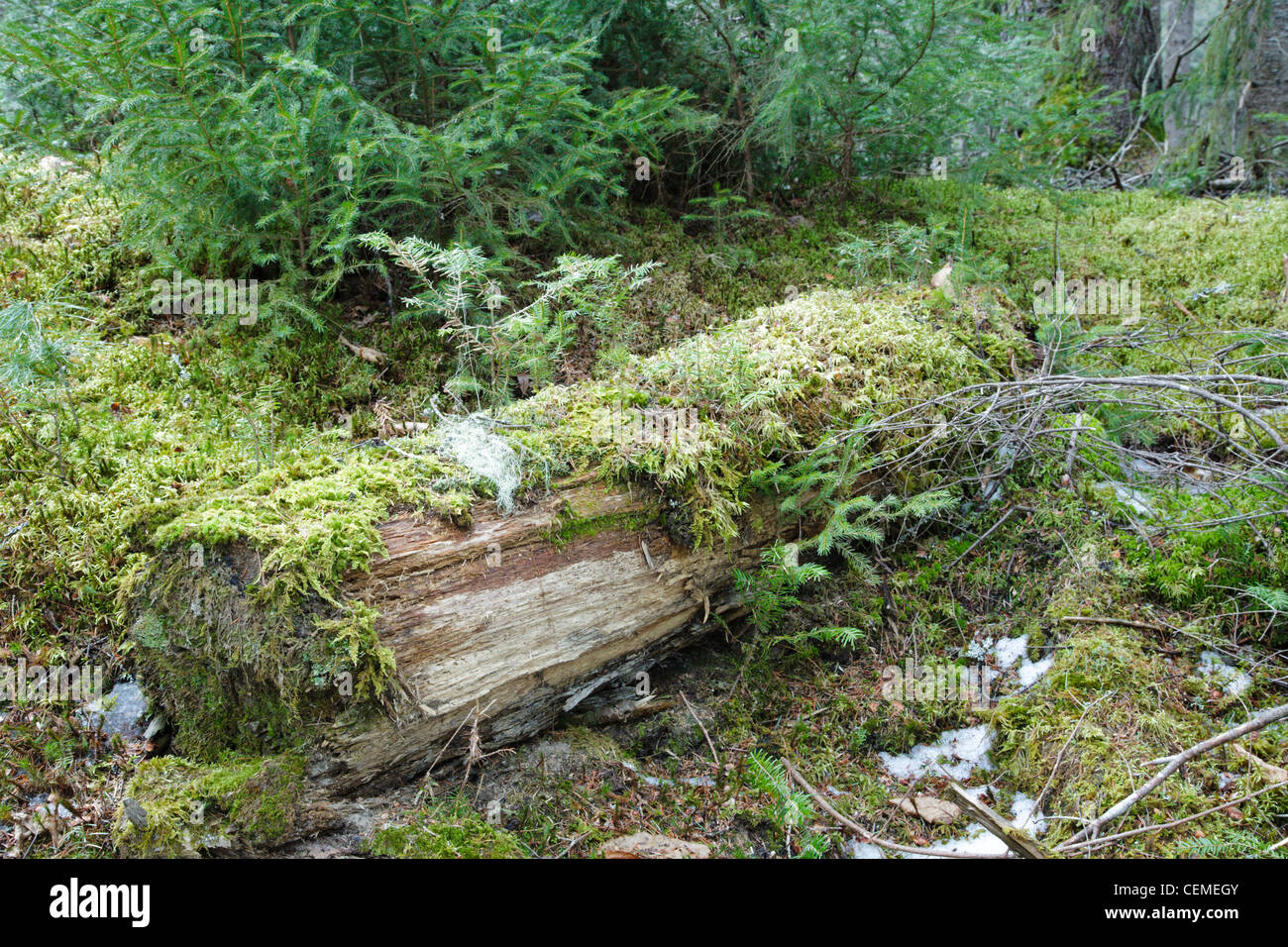 Gale River forest in the White Mountains, New Hampshire USA during a ...