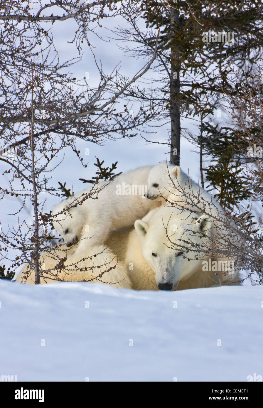 Mother Polar Bear With Three Cubs On The Tundra Wapusk National Park