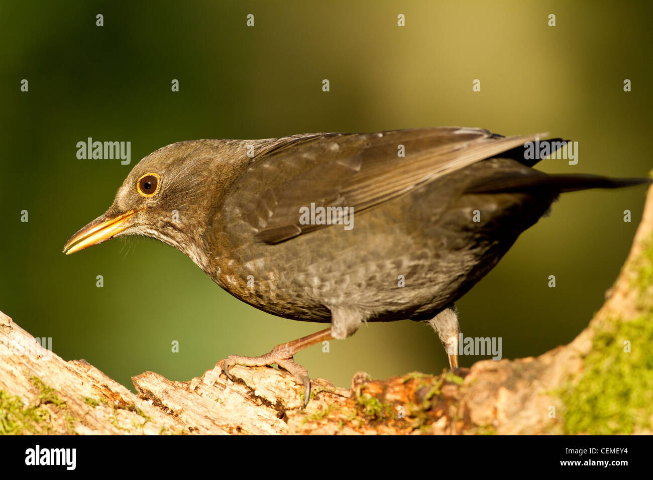 Woodland blackbird hi-res stock photography and images - Alamy