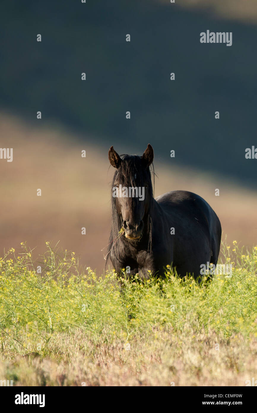 Wild horse, Equus ferus Stock Photo - Alamy