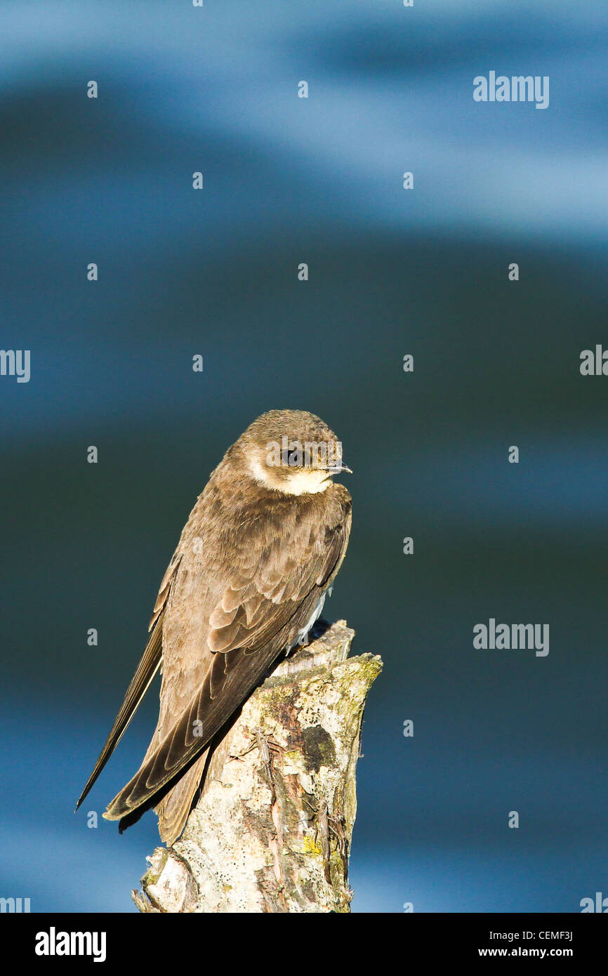 Sand martin bird hi-res stock photography and images - Alamy