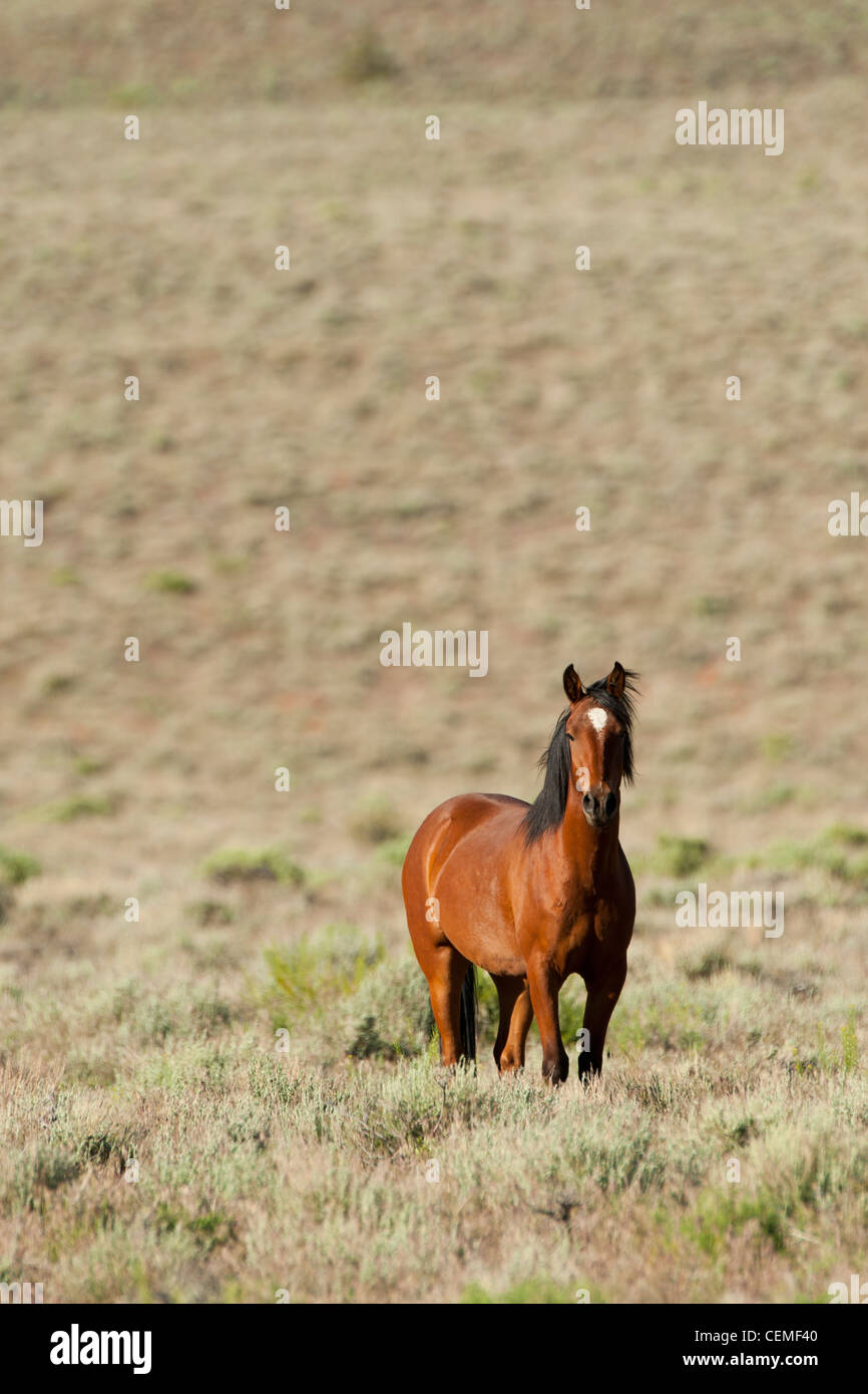 Equidae nevada north america mammals usa united wild horse hi-res stock ...