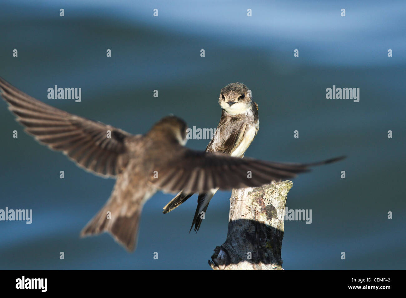 Sand martin bird hi-res stock photography and images - Alamy