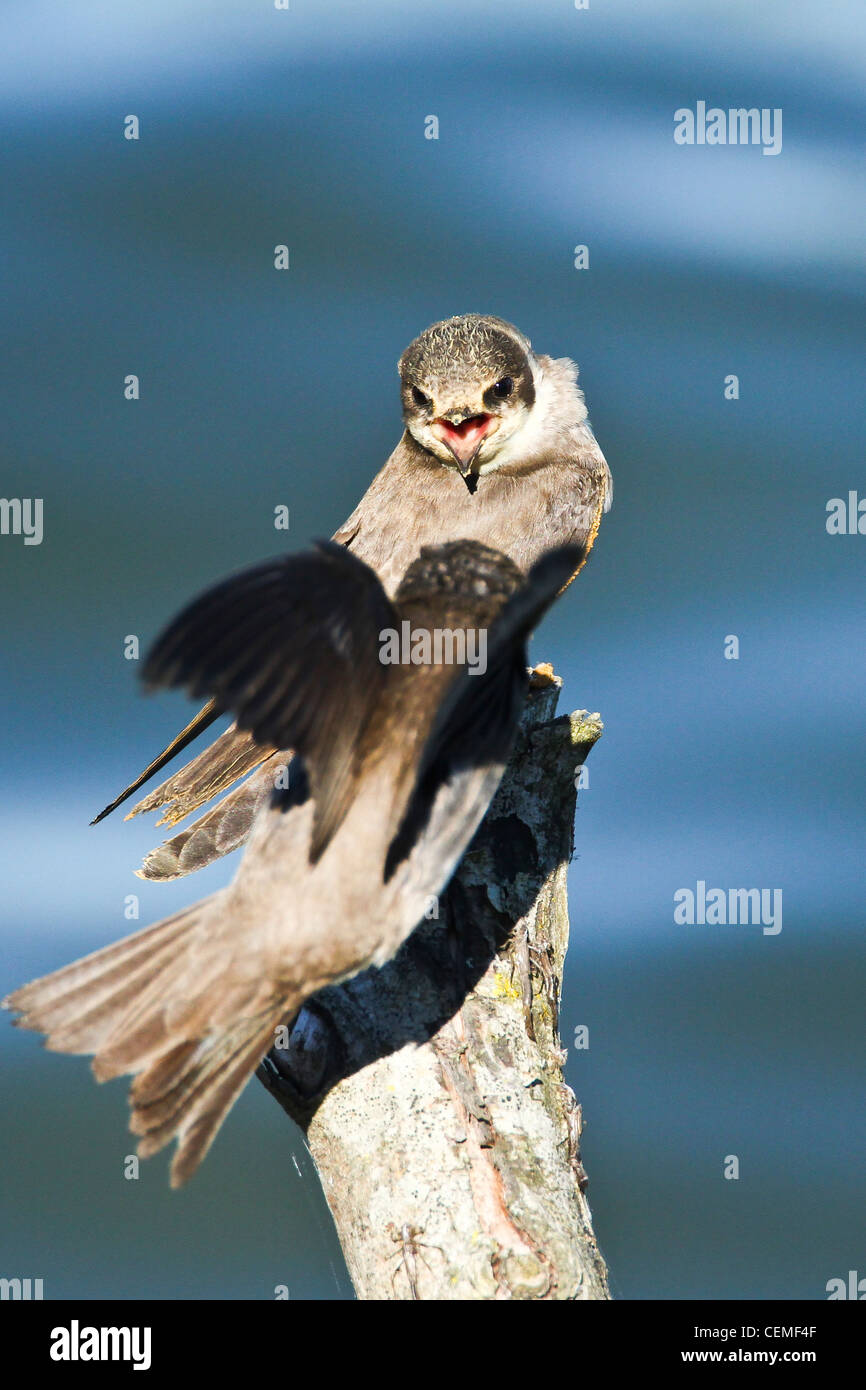Sand martin bird hi-res stock photography and images - Alamy
