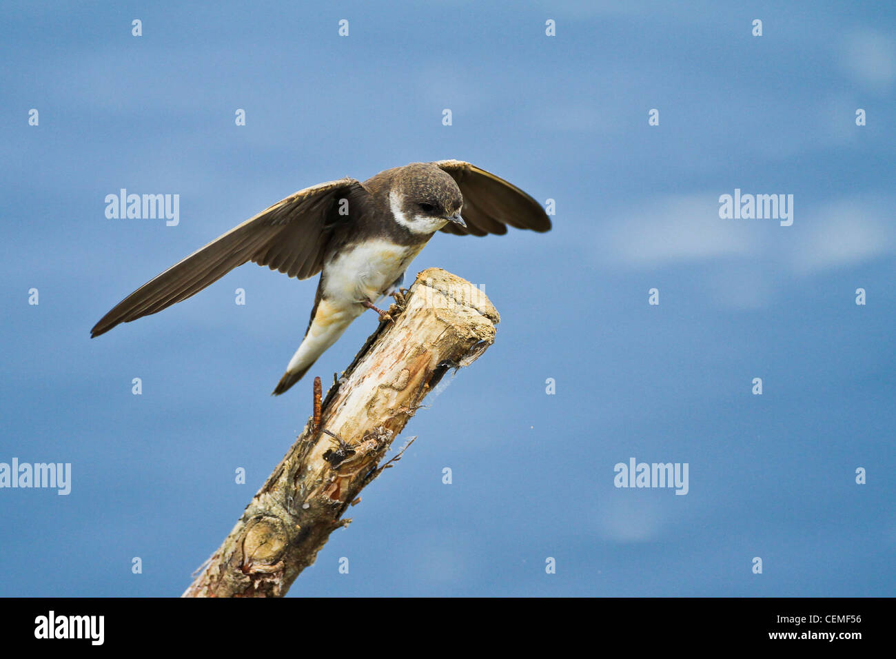 Sand martin bird hi-res stock photography and images - Alamy