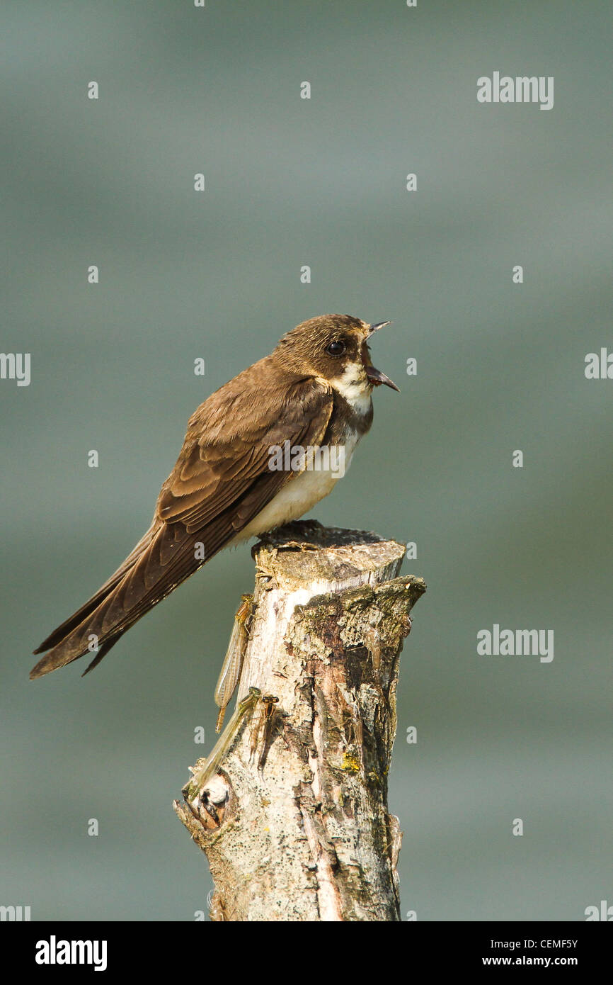 Sand martin bird hi-res stock photography and images - Alamy
