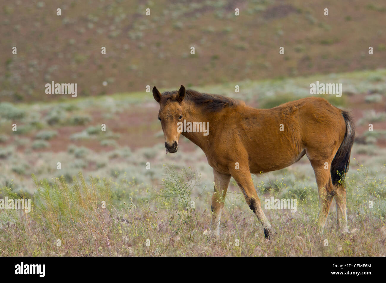 Wild horse, Equus ferus Stock Photo - Alamy