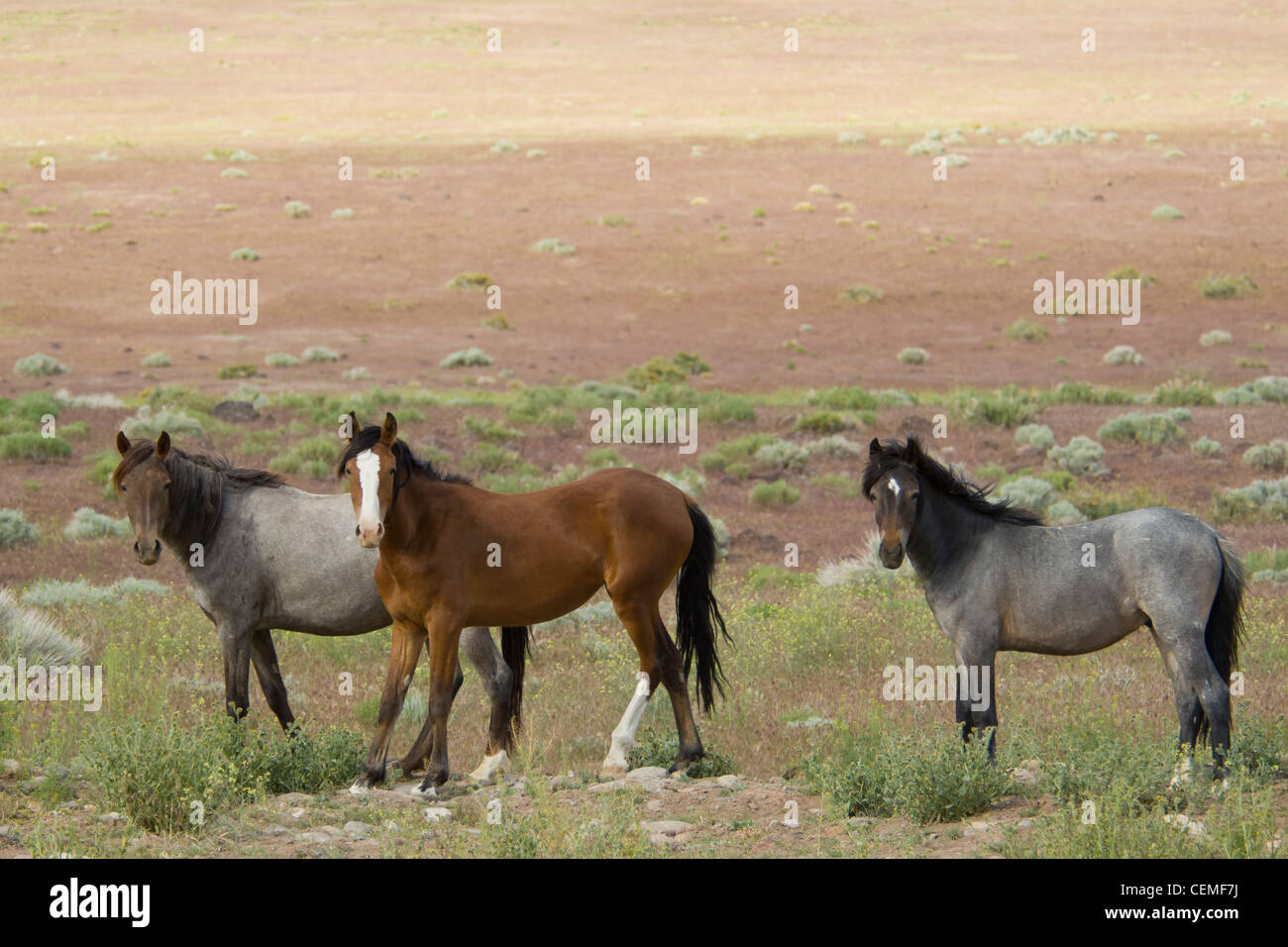 Equidae nevada north america mammals usa united wild horse hi-res stock ...