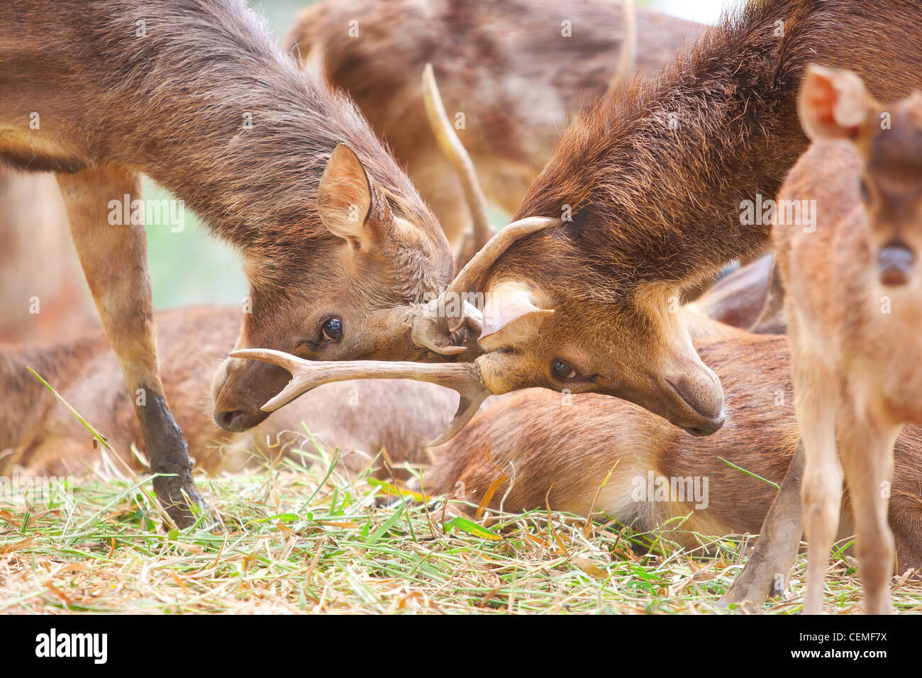 Red deer fight Stock Photo - Alamy