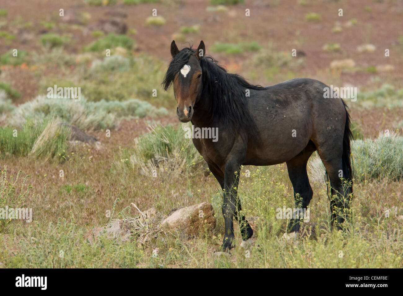 Equidae nevada north america mammals usa united wild horse hi-res stock ...