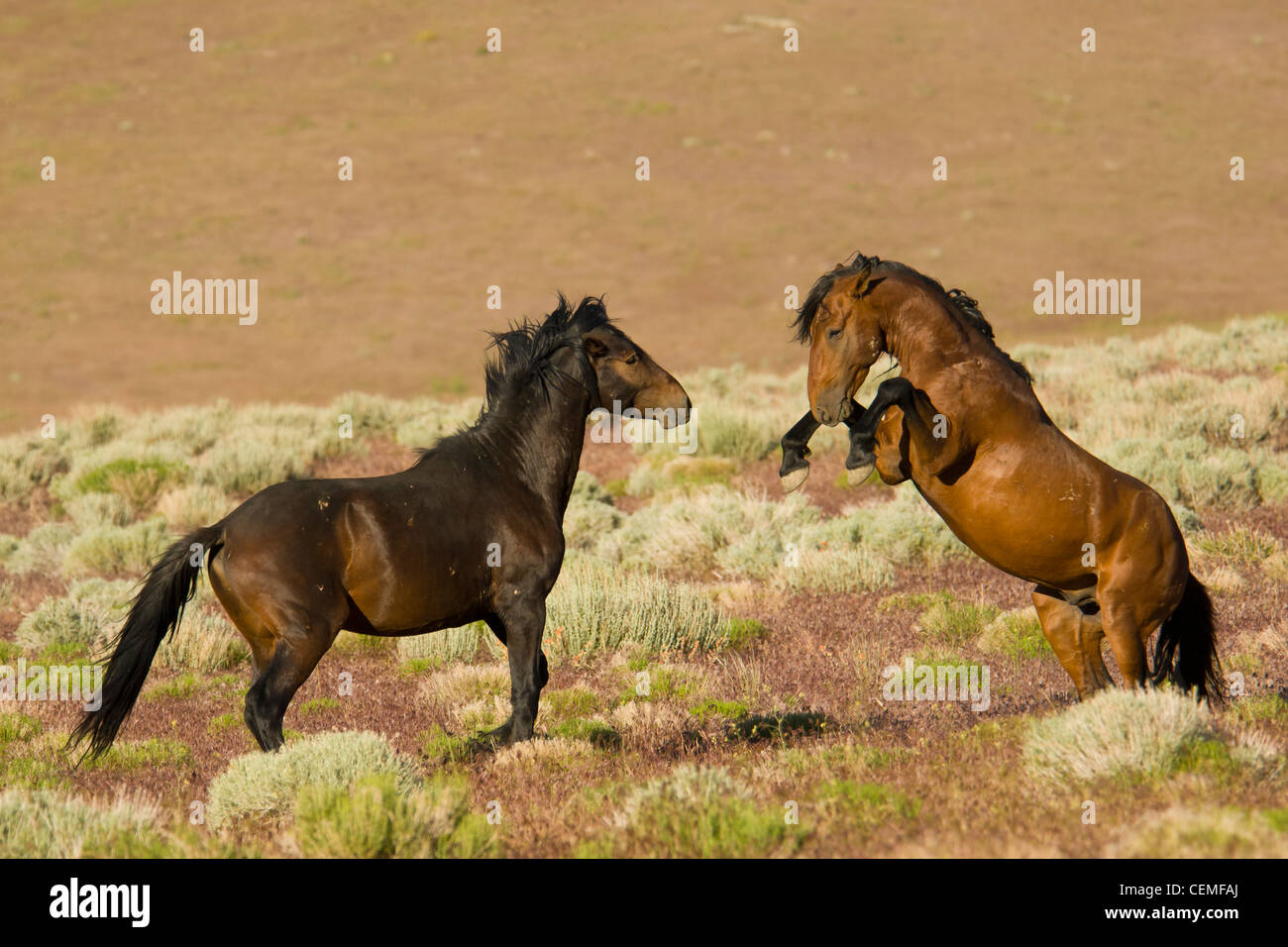 Stallions hi-res stock photography and images - Alamy