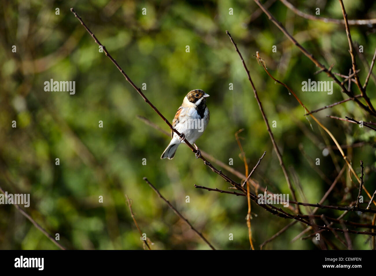 Male Reed Bunting, Emberiza schoeniclus, in winter plumage, Wildfowl ...