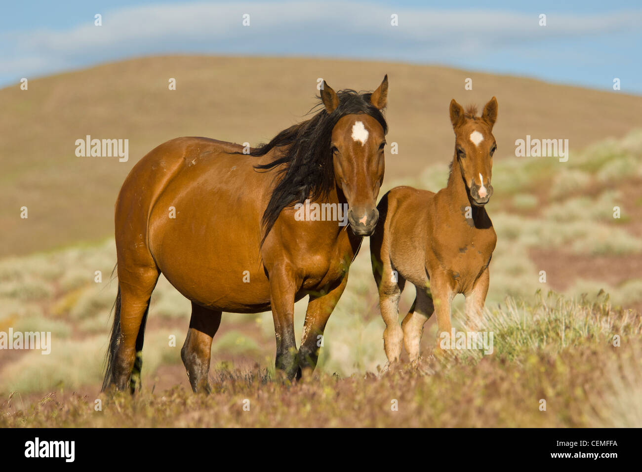 Equidae nevada north america mammals usa united wild horse hi-res stock ...