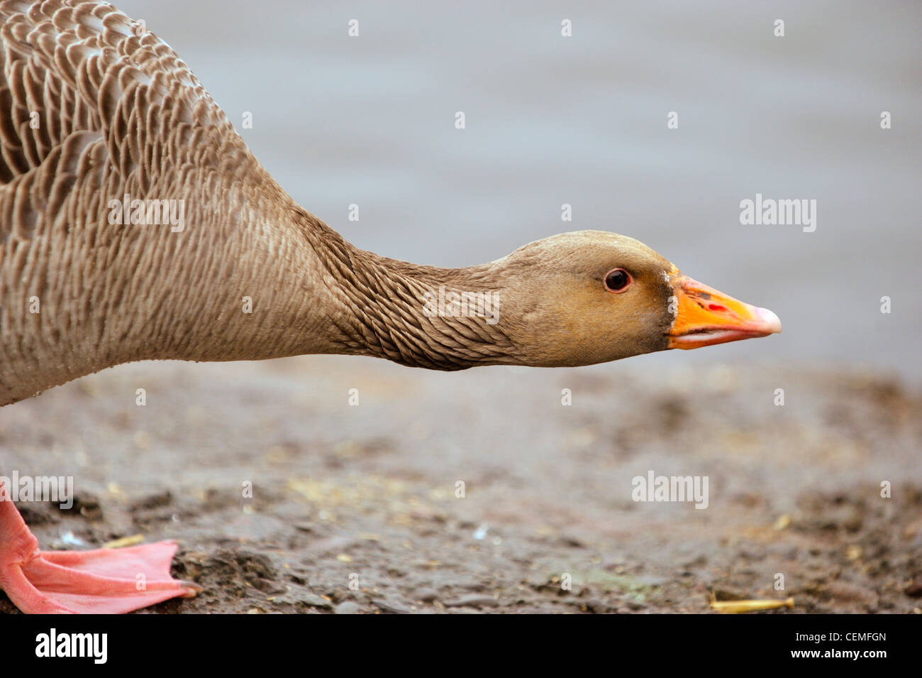 Greylag Goose, Anser anser, Wildfowl and Wetlands Trust, Caerlaverock ...