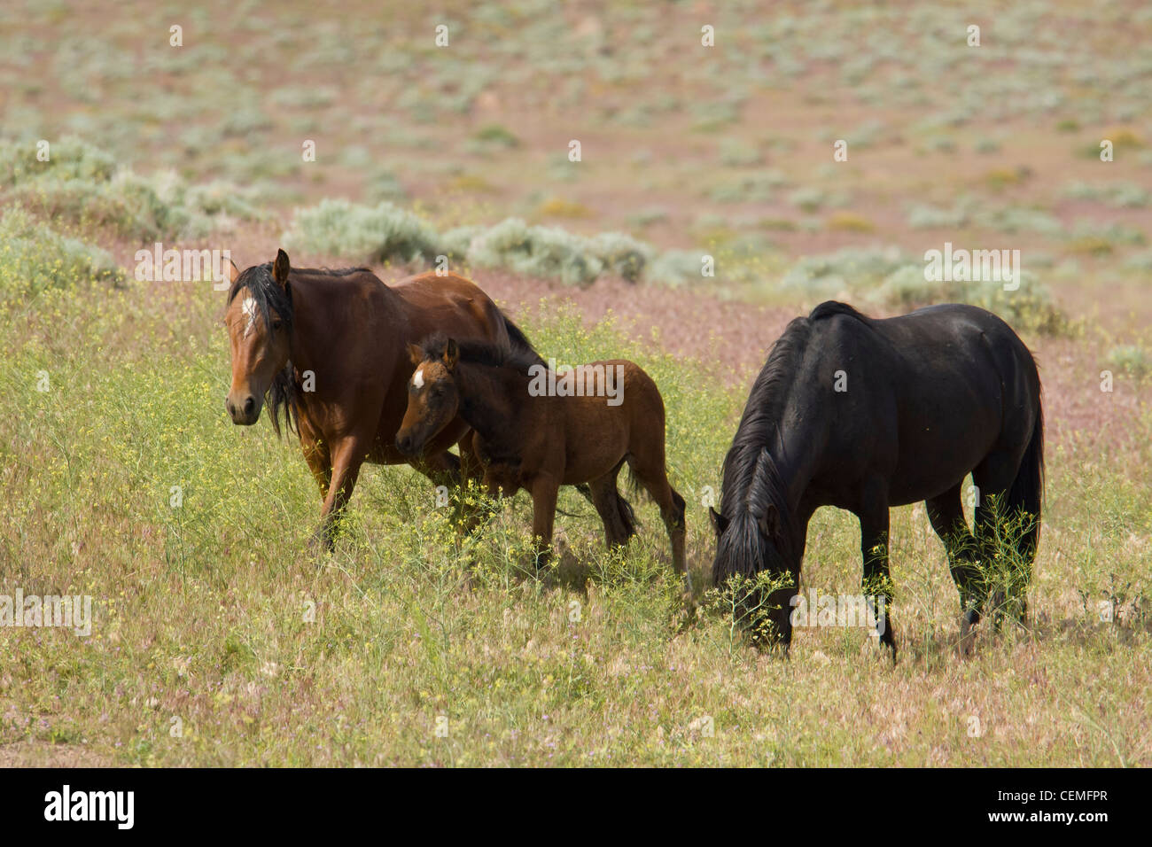 Wild horse mare with colt (baby), Equus ferus, Nevada Stock Photo - Alamy