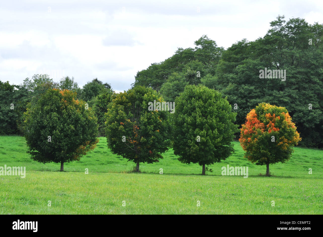 Four perfect trees Stock Photo - Alamy