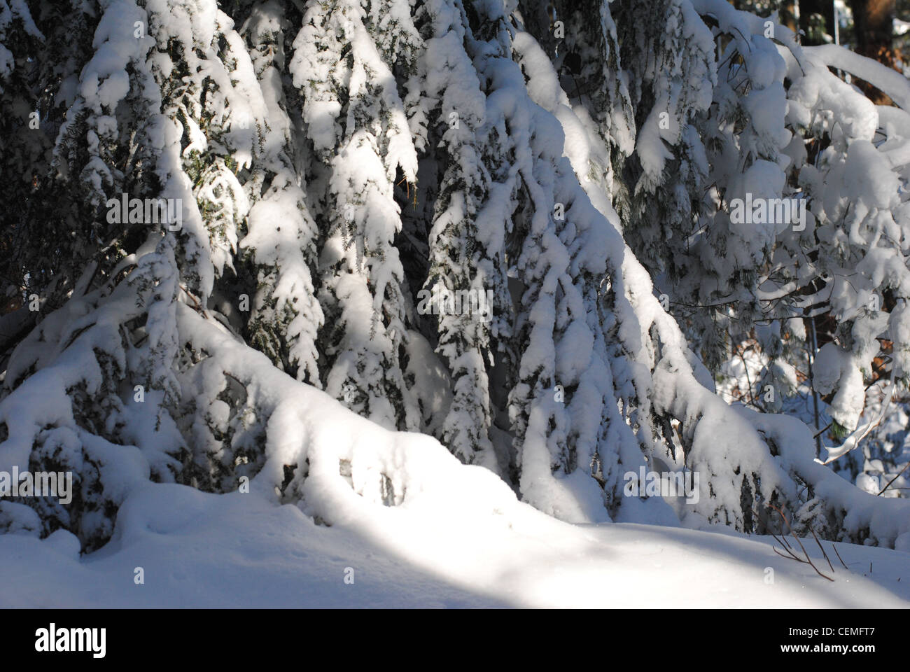 Hemlocks High Resolution Stock Photography and Images - Alamy