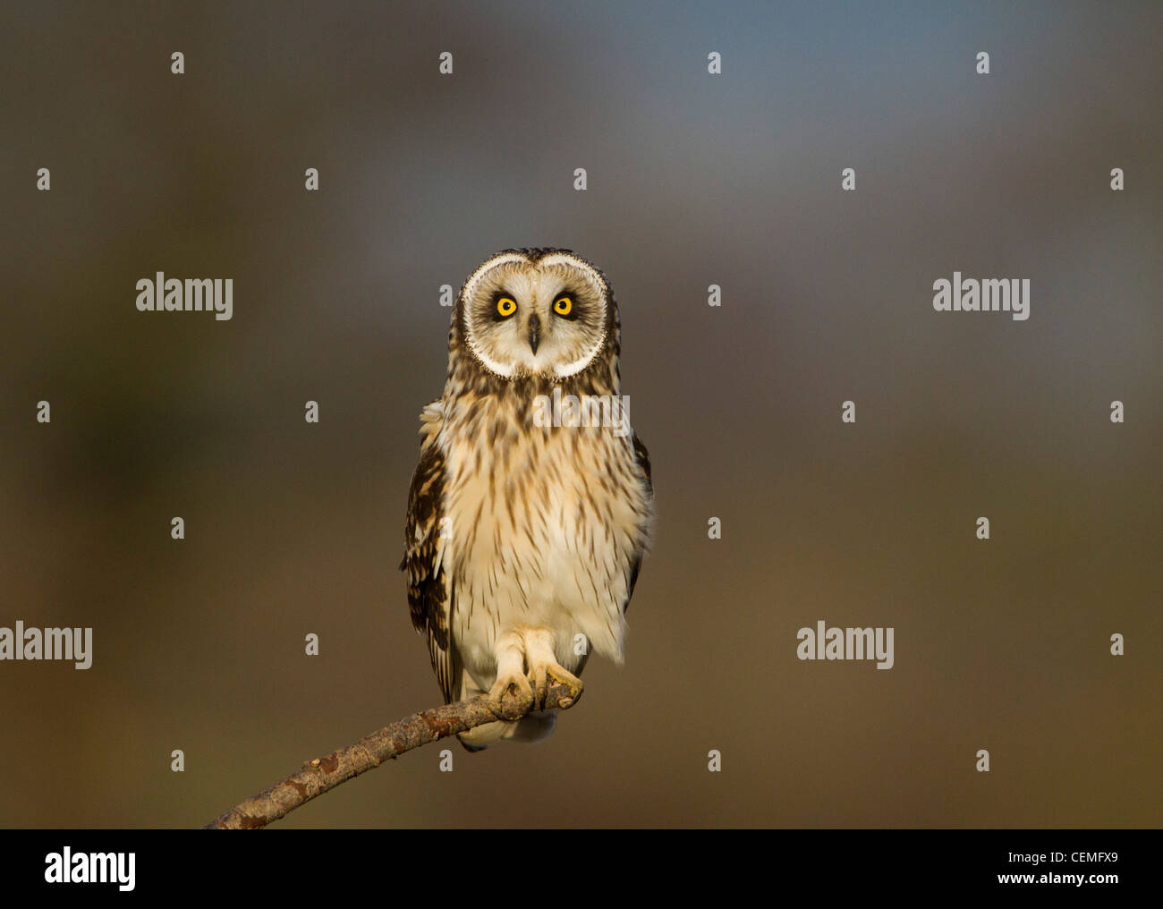 Short eared owl hi-res stock photography and images - Alamy