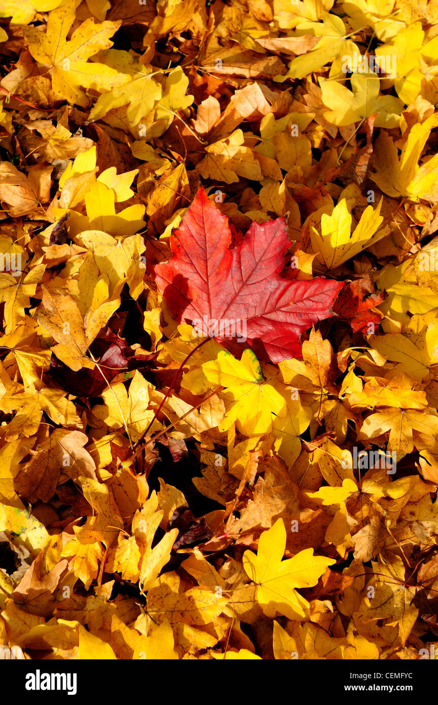 Red Autumn Leaf Stock Photo - Alamy