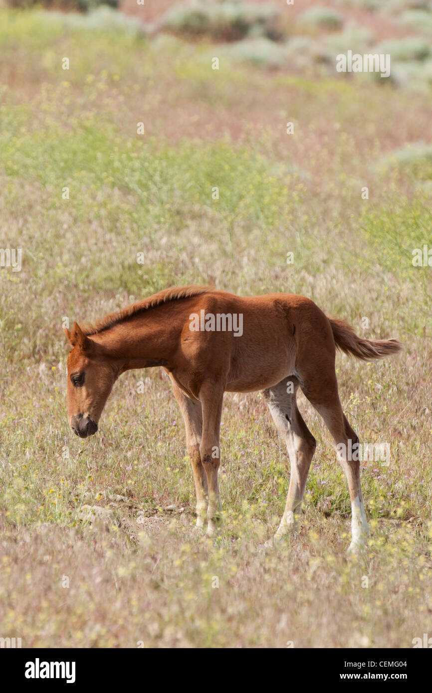 Baby wild horse (colt), Equus ferus, Nevada Stock Photo - Alamy
