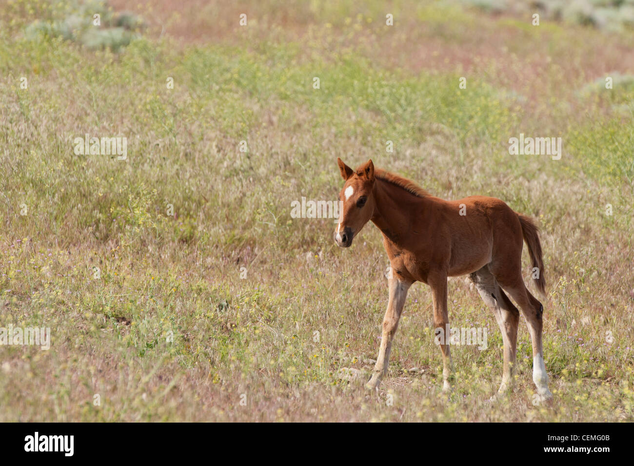 Wild mustang north america hi-res stock photography and images - Alamy