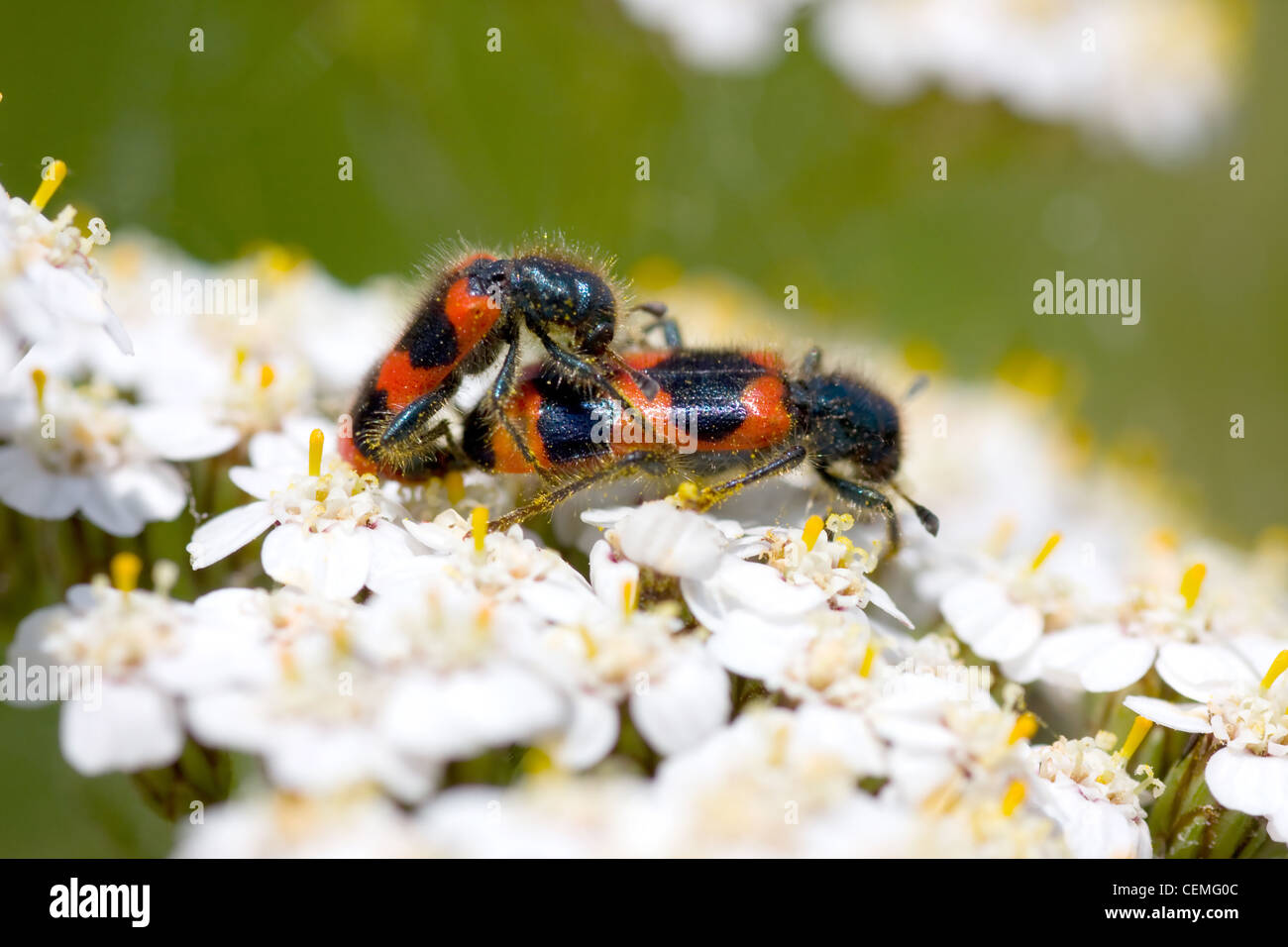 Trichodes alvearius hi-res stock photography and images - Alamy