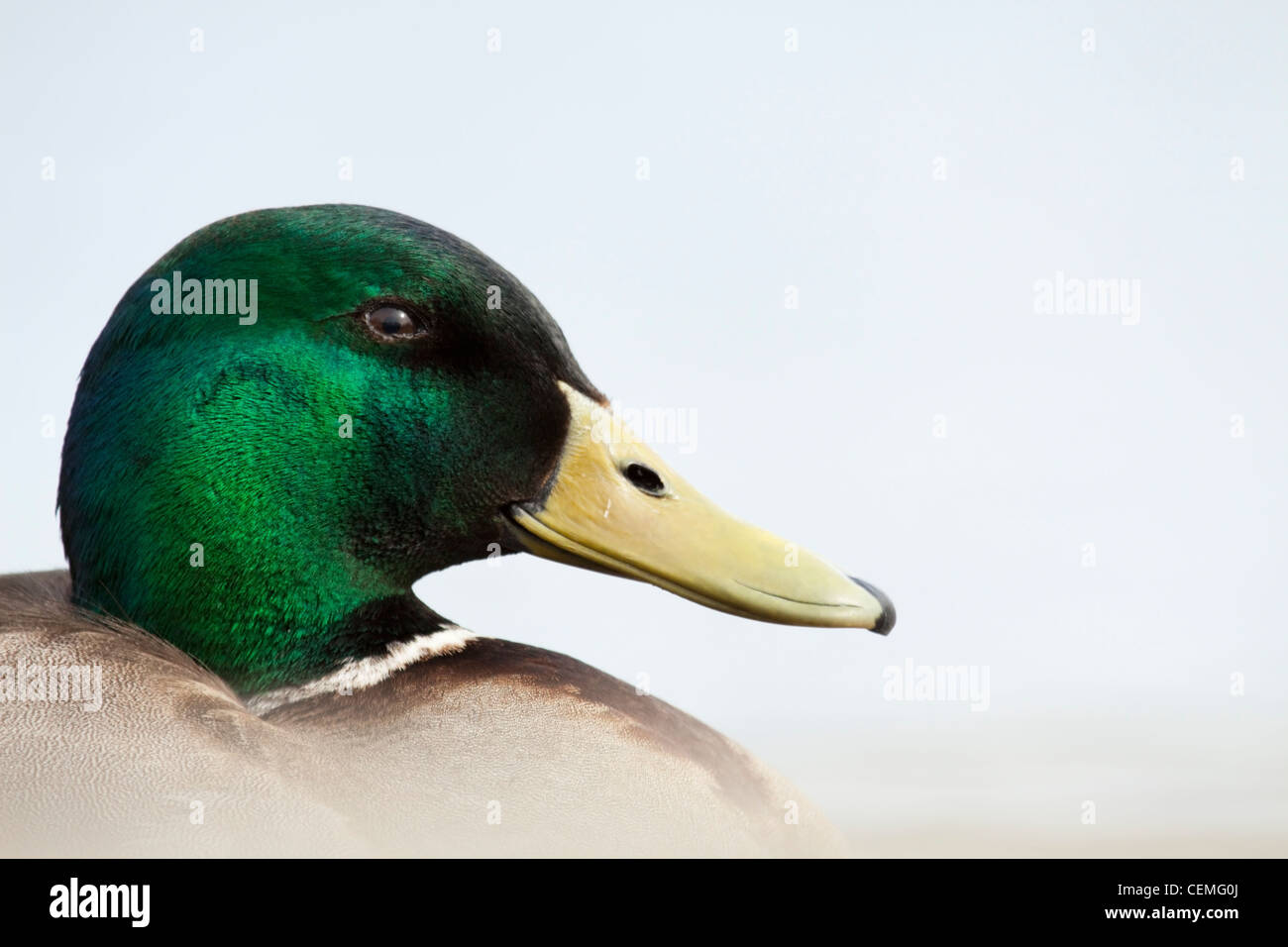 Mallard Duck Portrait Stock Photo - Alamy