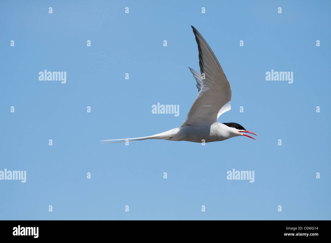 Artic Tern in Flight Stock Photo - Alamy