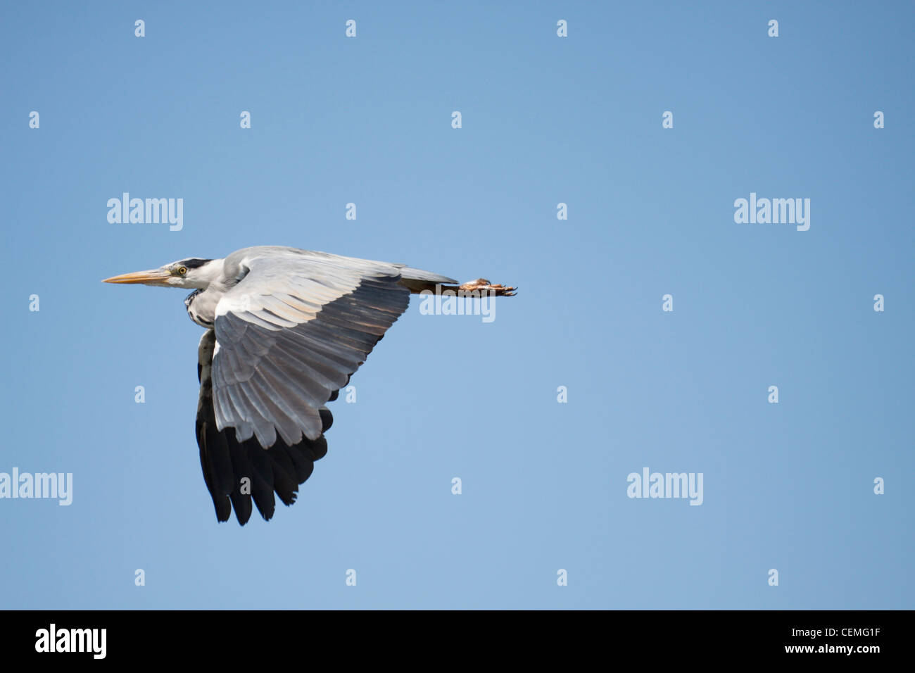 Grey Heron in Flight Stock Photo - Alamy