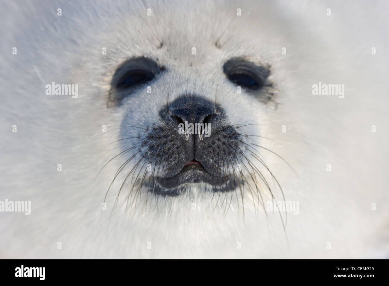 Harp seal pup on ice, Iles de la Madeleine, Canada Stock Photo - Alamy