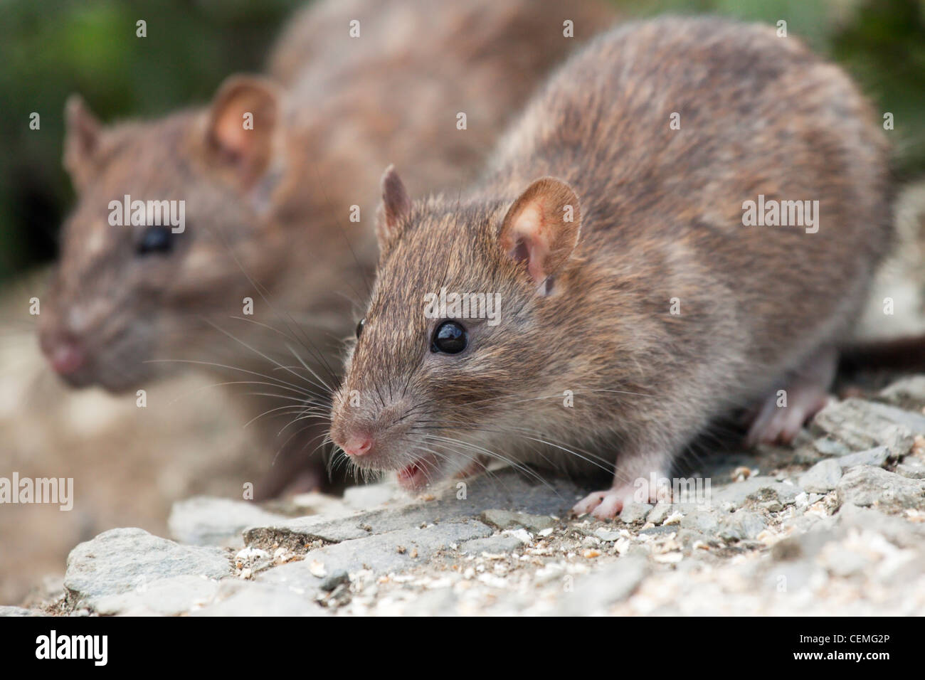 Two Brown Rats coming out of their burrow to feed Stock Photo - Alamy